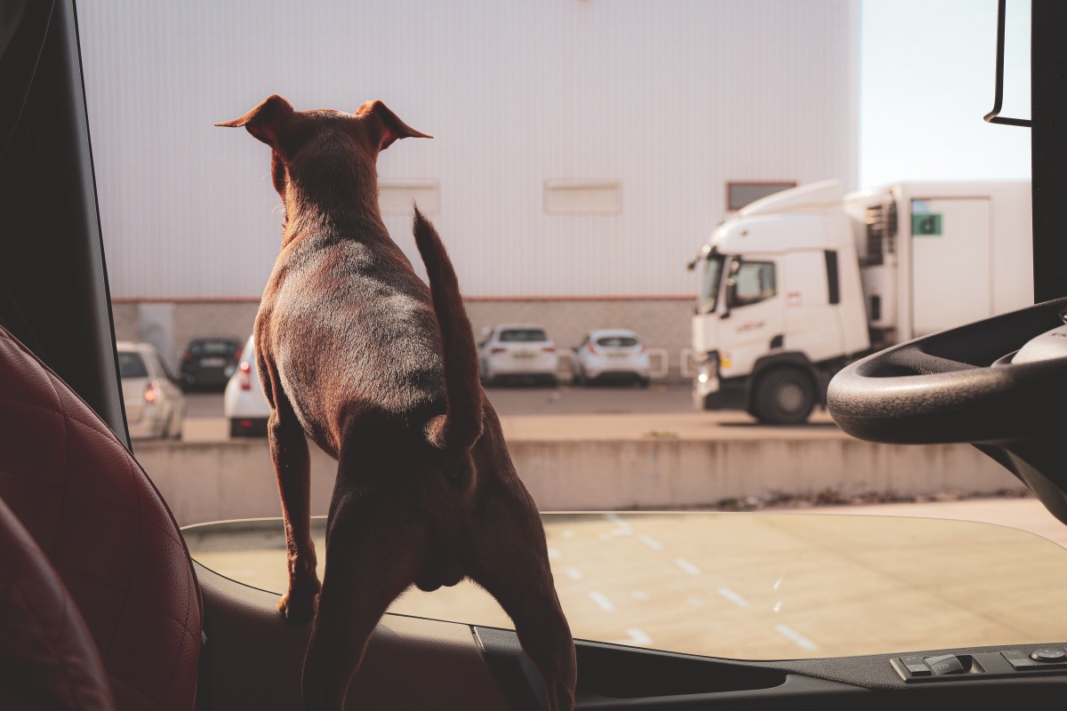 Psík v kamióne – Peter a Nataly